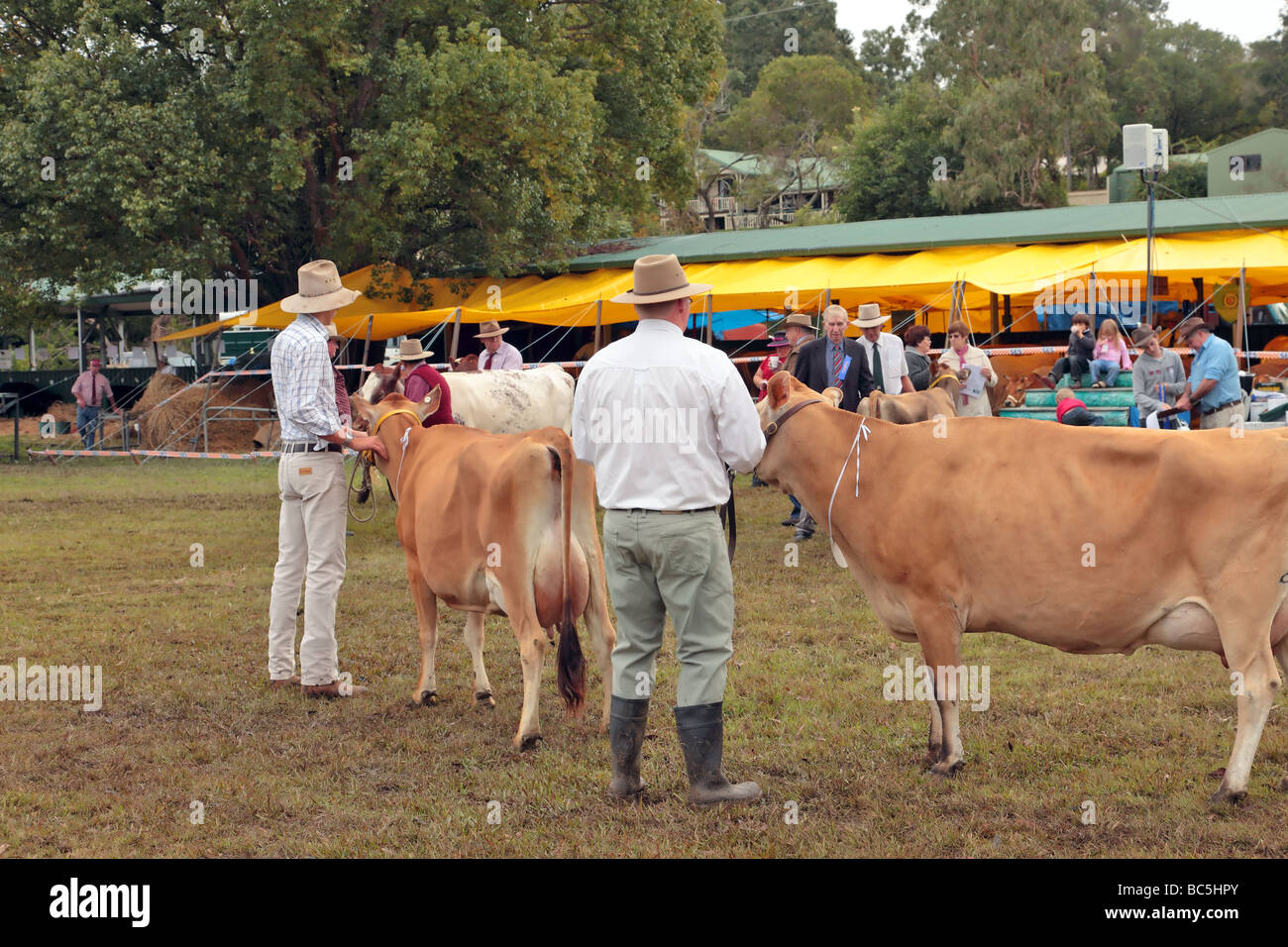 Dairy cattle show hi-res stock photography and images - Alamy