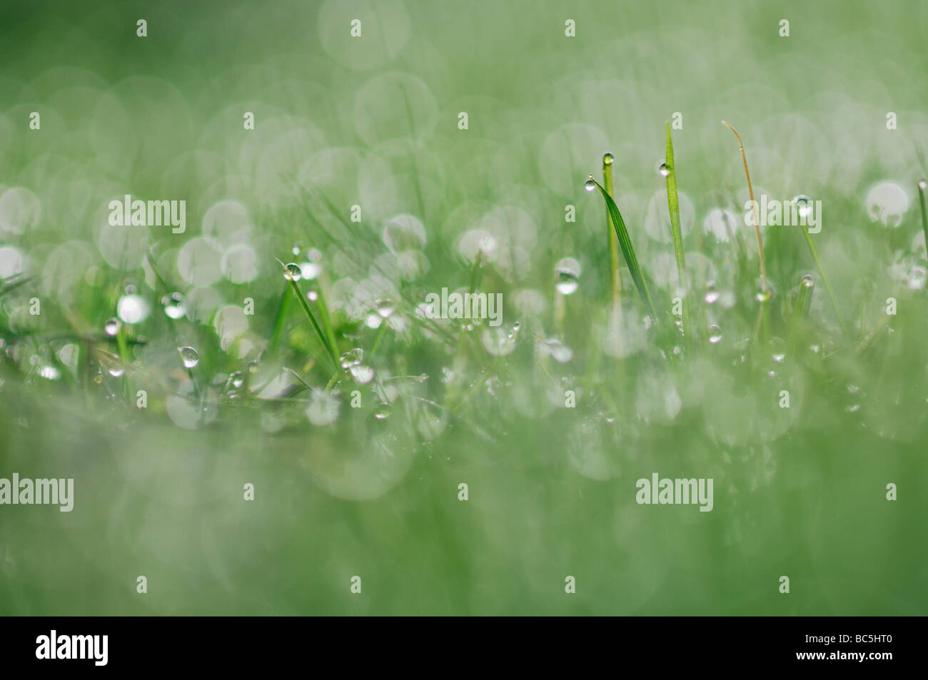 Grass with dew drops, light reflection, Close-up Stock Photo - Alamy