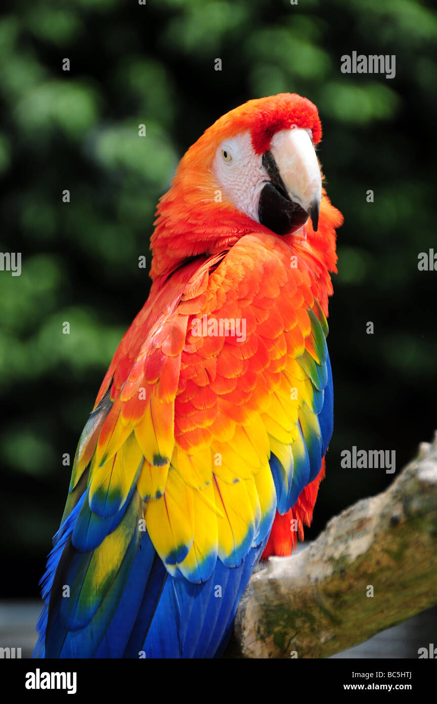 Red yellow blue parrot hi-res stock photography and images - Alamy