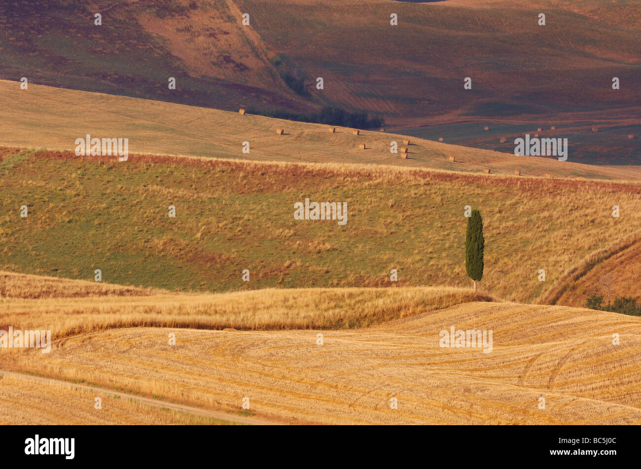 Rolling cornfields hi-res stock photography and images - Alamy