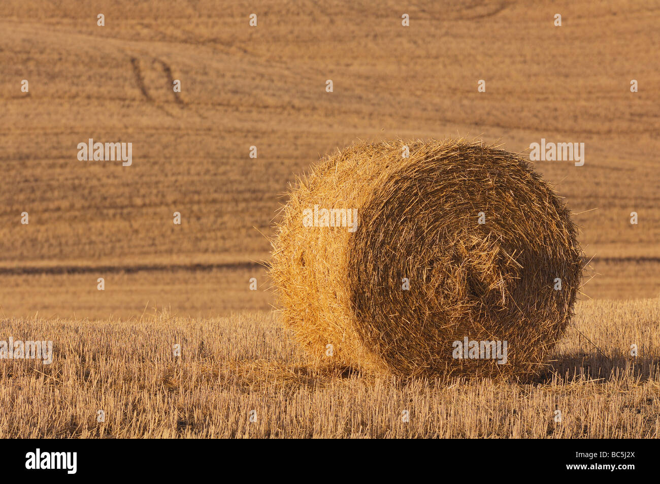 Italy, Tuscany, Bale of straw on corn field Stock Photo - Alamy