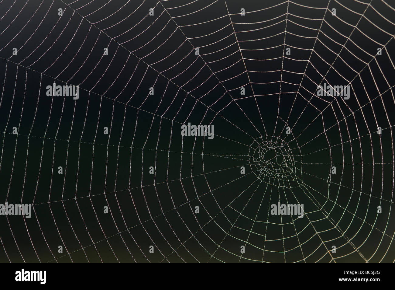 Cobweb cutout hi-res stock photography and images - Alamy