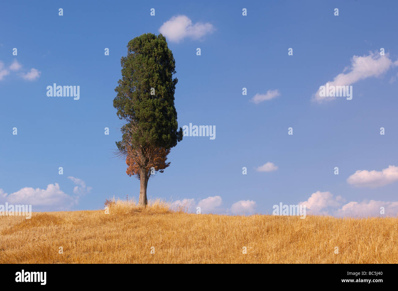 Italy, Tuscany, Tree in landscape Stock Photo - Alamy