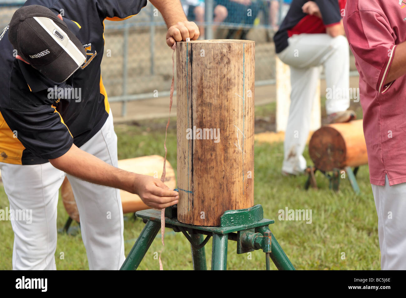 wood chopping competition with axemen in standing and upright ...