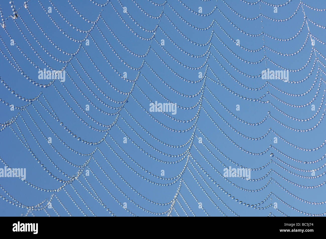 Spider web with dew drops against blue sky Stock Photo - Alamy