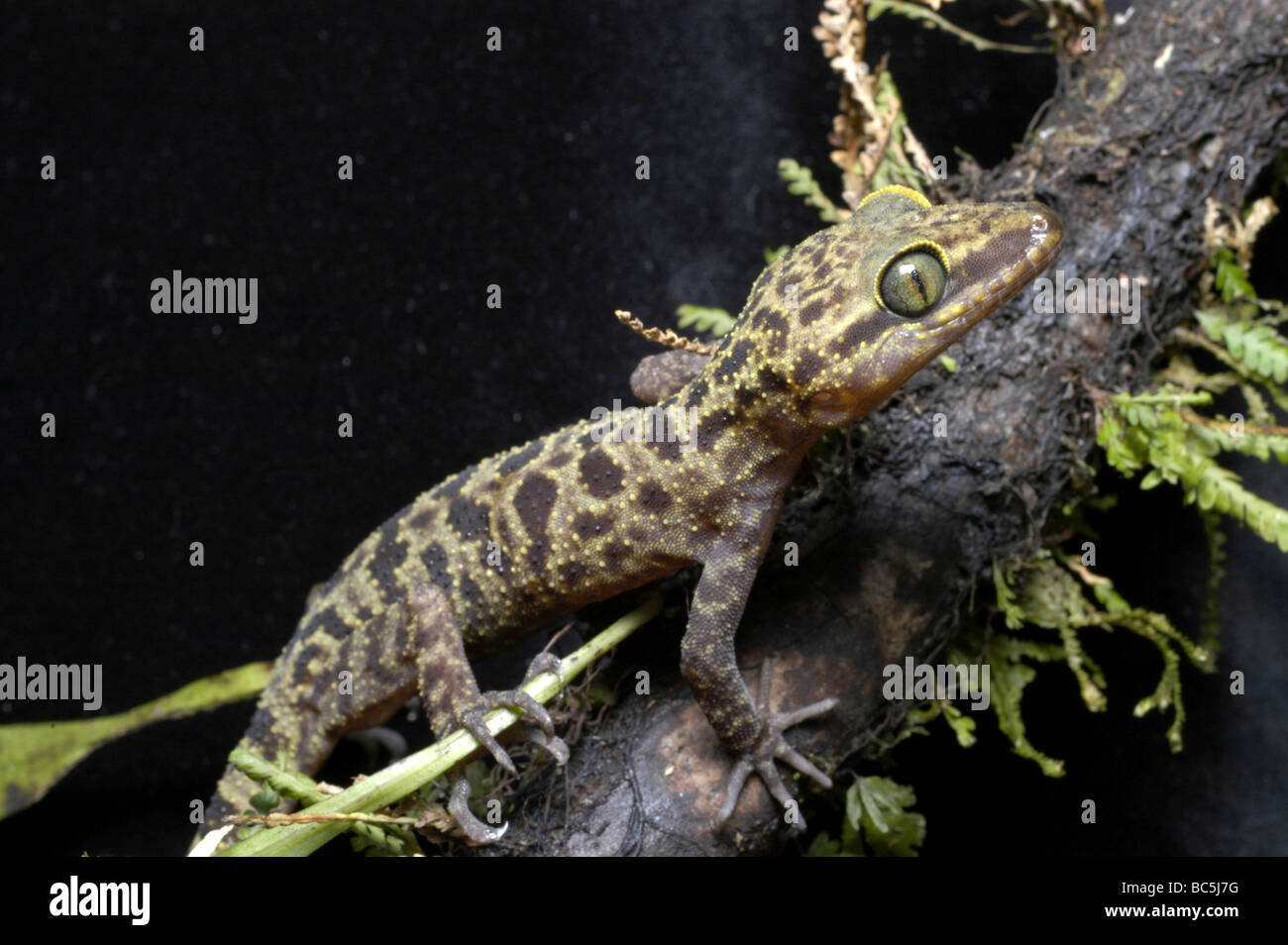 Curve-toed Gecko, Cyrtodactylus sp, climbing a tree Stock Photo - Alamy