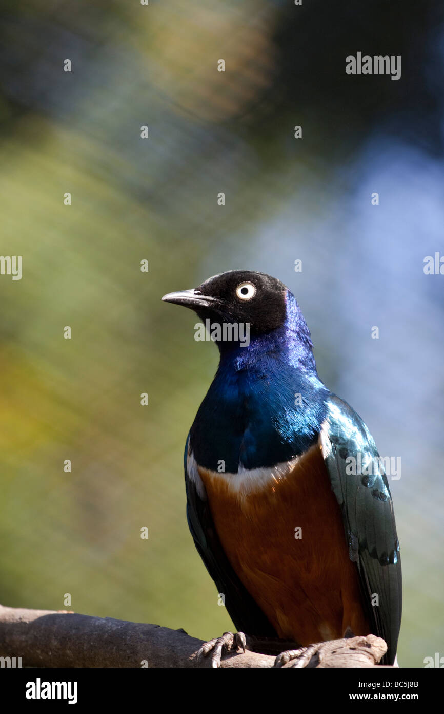 Superb starling family hi-res stock photography and images - Alamy