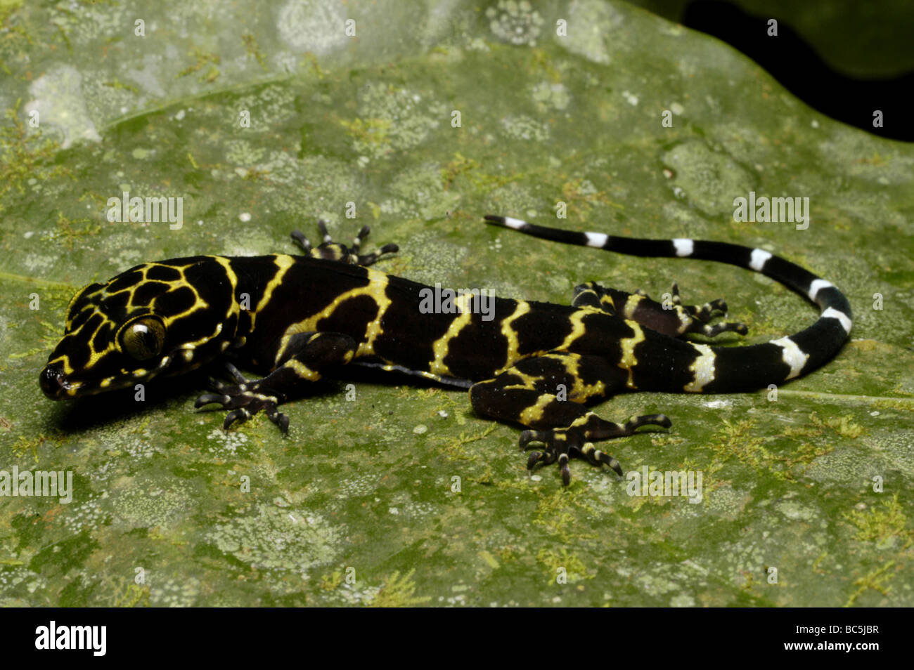 Banded Forest Gecko, Cyrtodactylus consobrinus, on a leaf Stock Photo ...