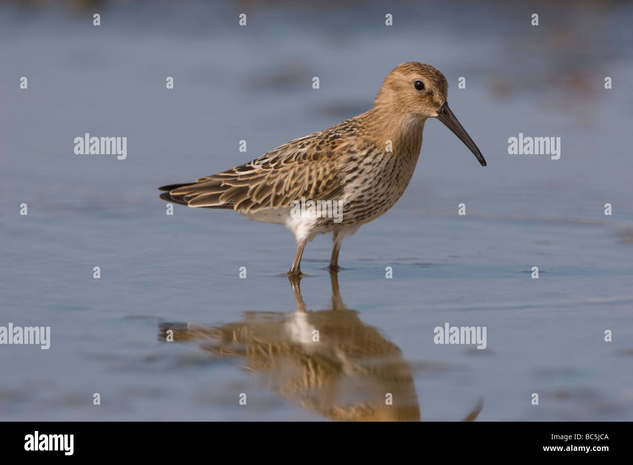 Dunlin, Calidris alpina, Norfolk, UK Stock Photo - Alamy