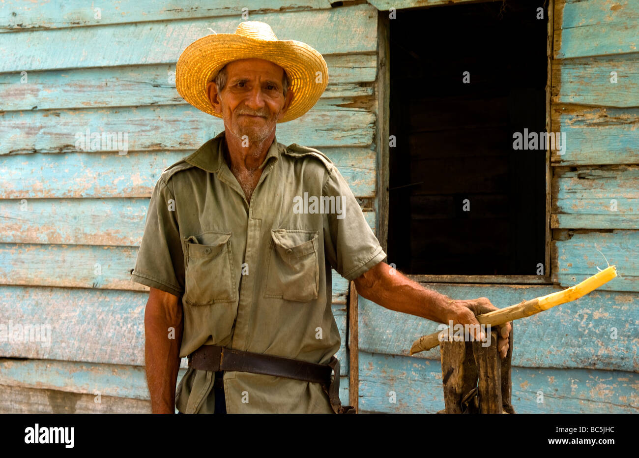 Old farmer man cutting sugar cane in front of old green house near ...
