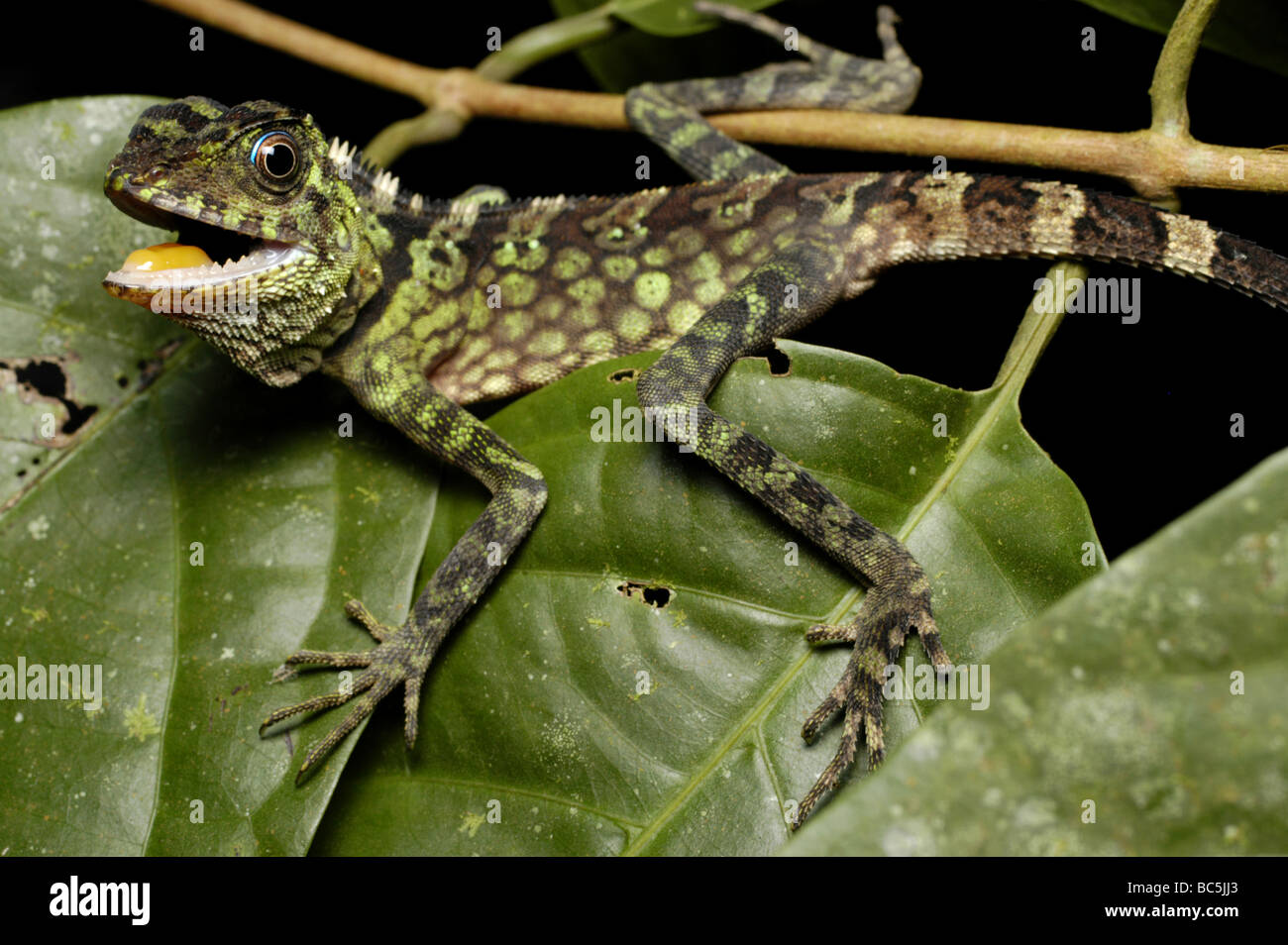 Borneo forest dragon hi-res stock photography and images - Alamy
