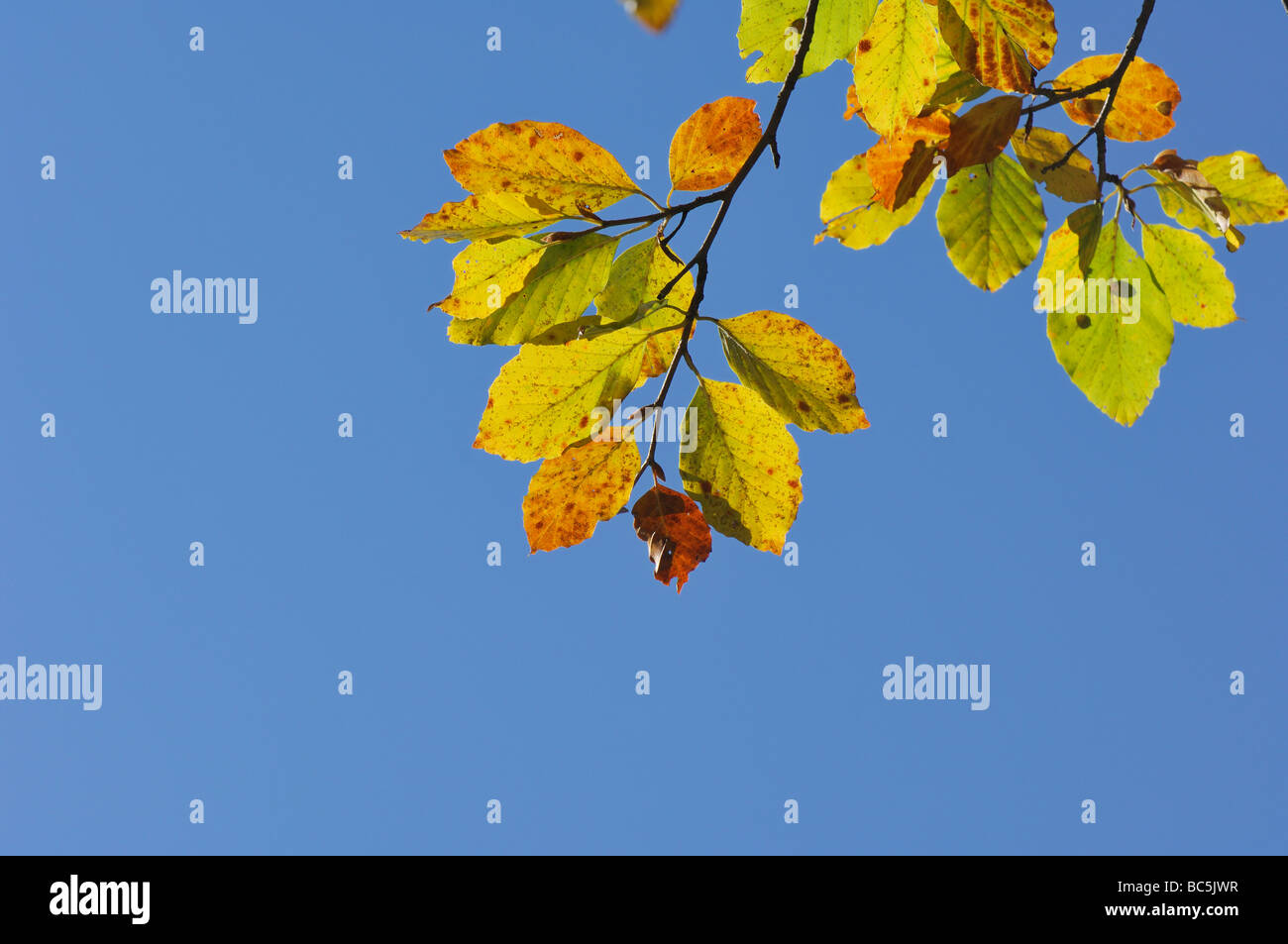Fagus sylvatica cut out autumn hi-res stock photography and images - Alamy