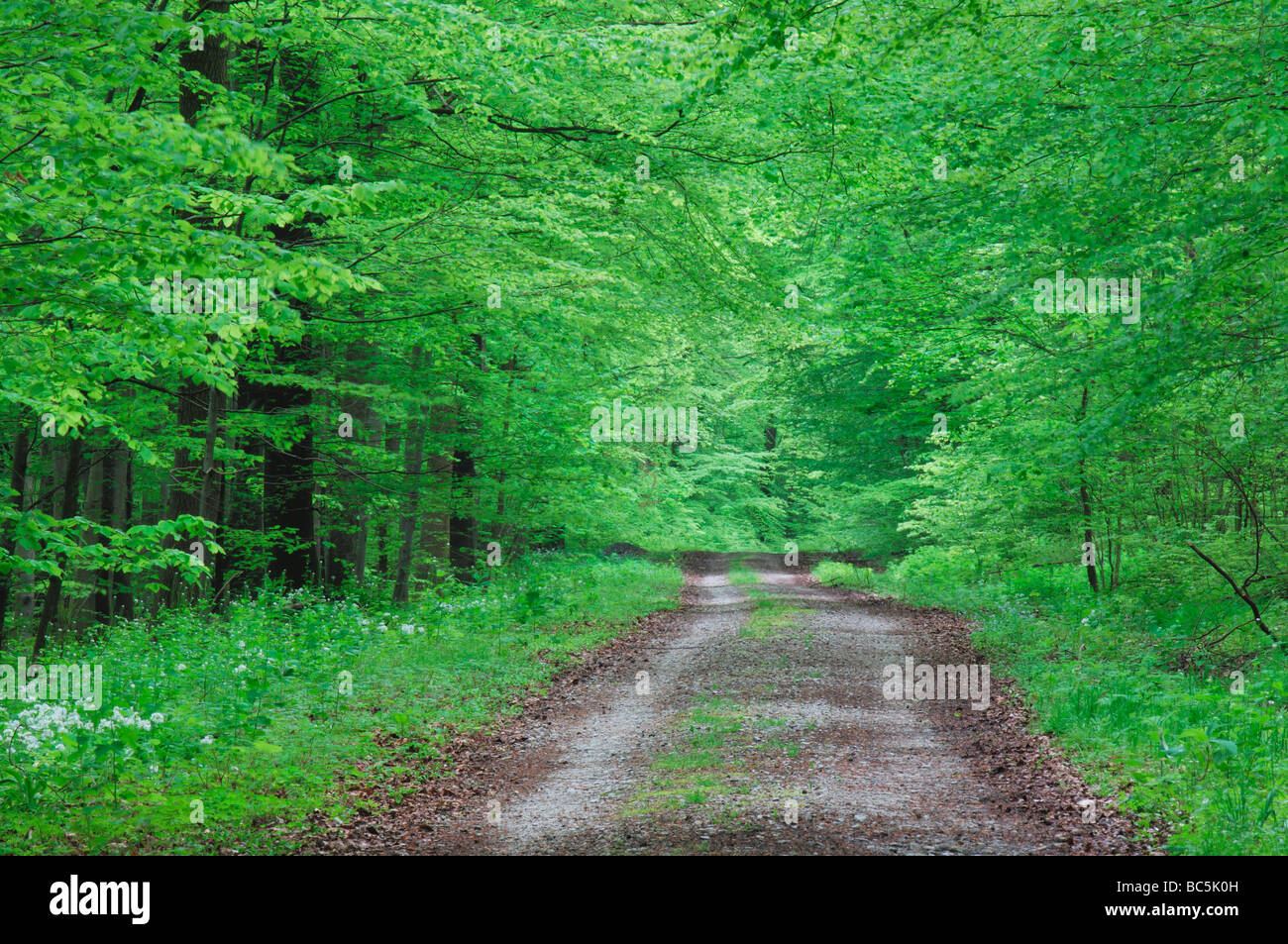 Germany, Thuringia, Path in the woods Stock Photo - Alamy
