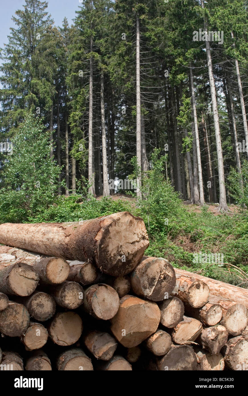 stacked logs in forest Stock Photo - Alamy