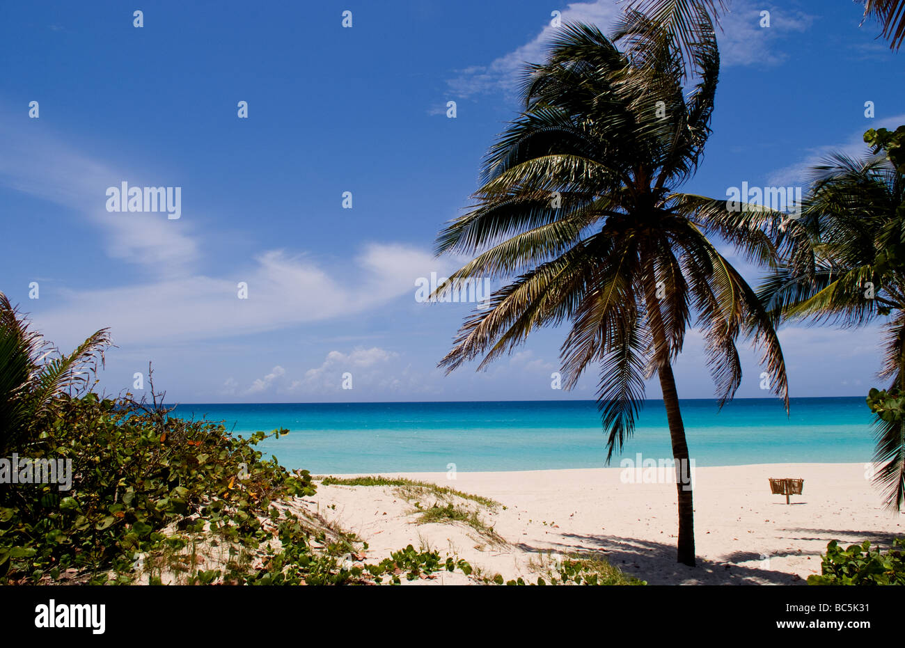 Beautiful blue water and beaches with palm trees of Cubas best beach ...