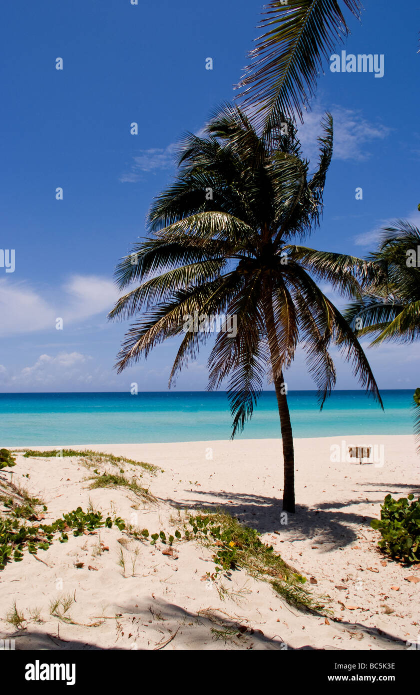 Beautiful blue water and beaches with palm trees of Cubas best beach ...