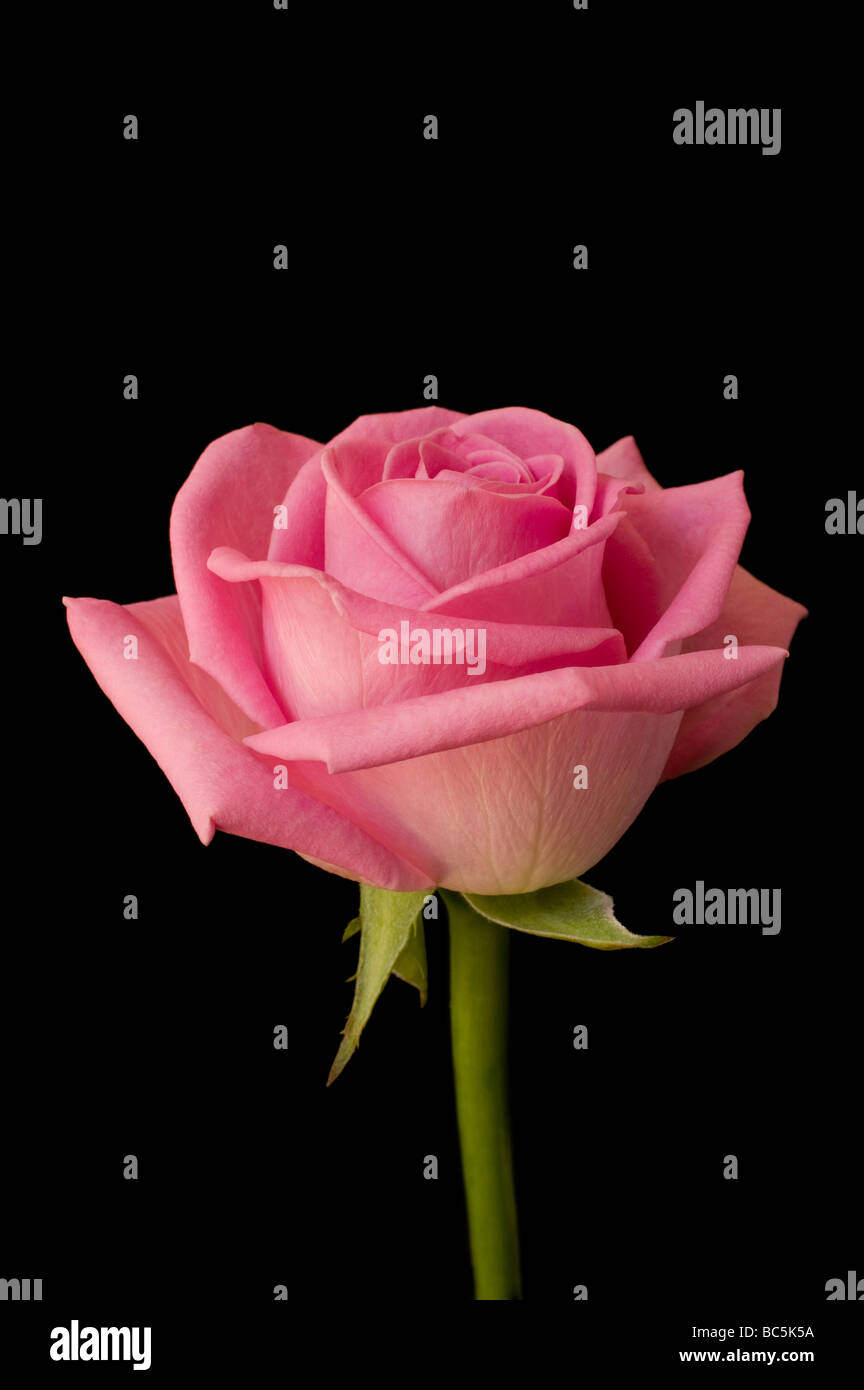 A Pink Rose Stock Photo - Alamy
