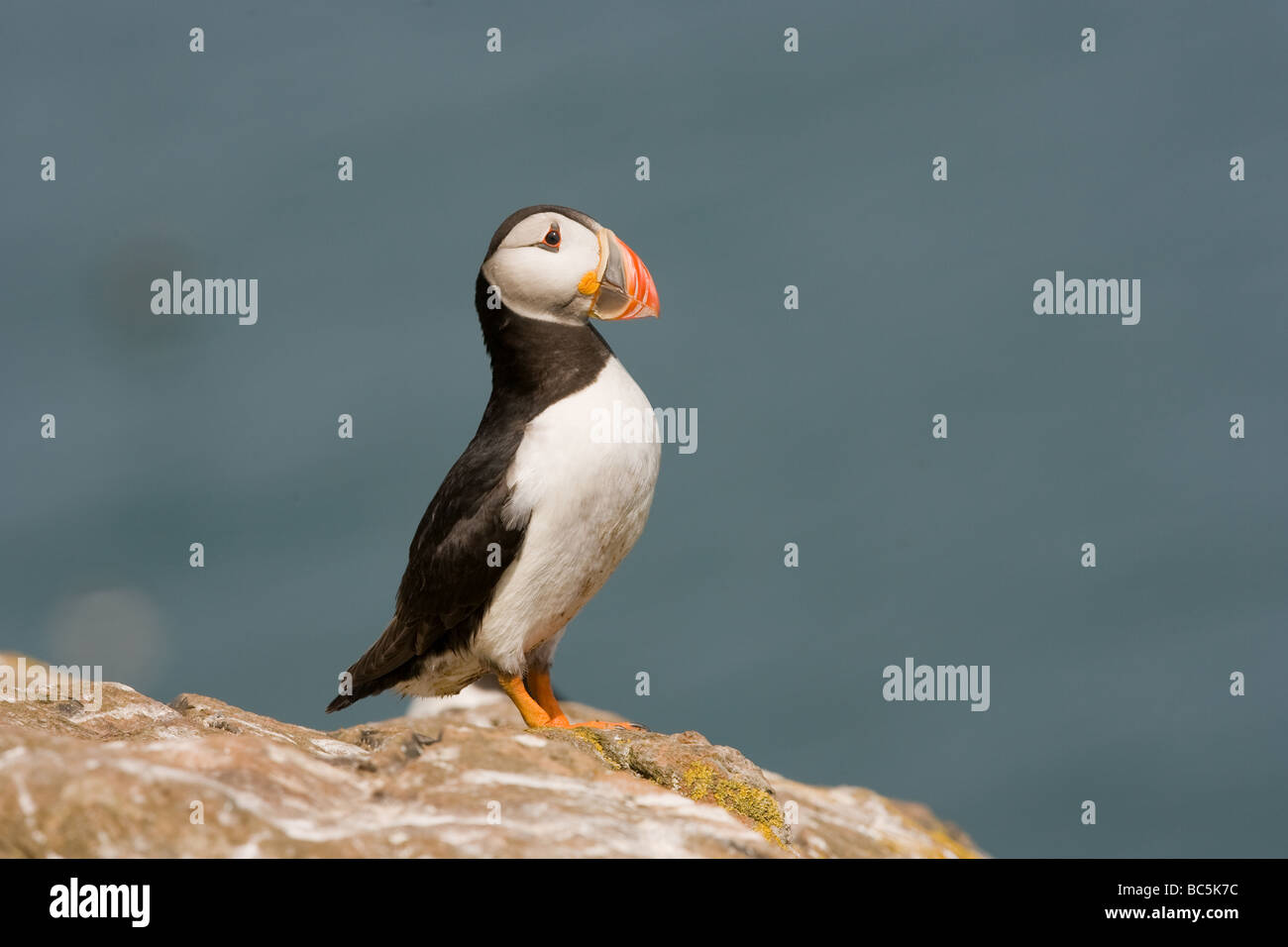 Puffin on Skomer Island Stock Photo - Alamy