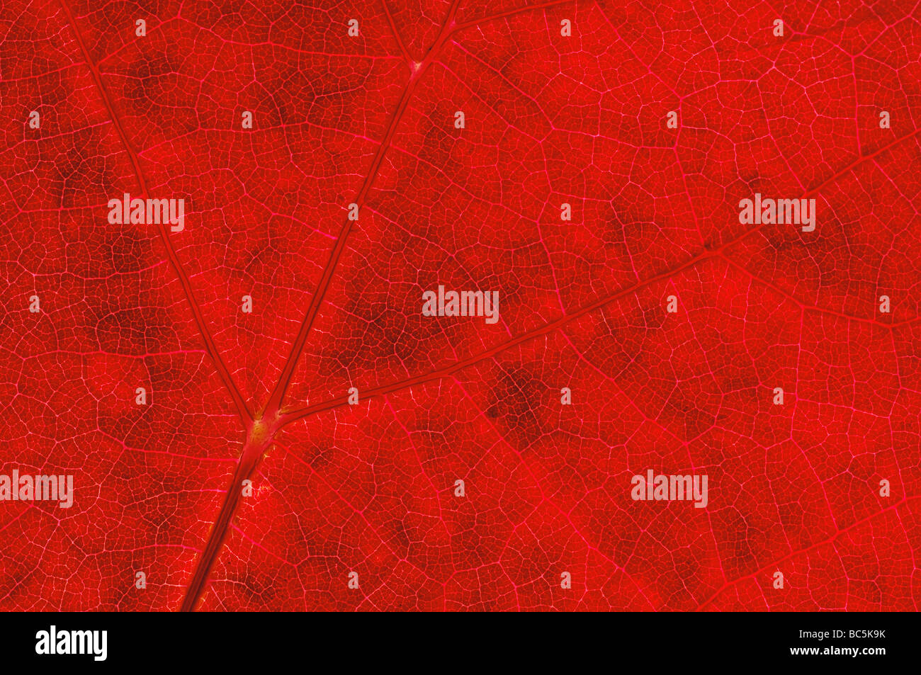 Norway Maple ((Acer platanoides), leaf structure, close up, full frame ...