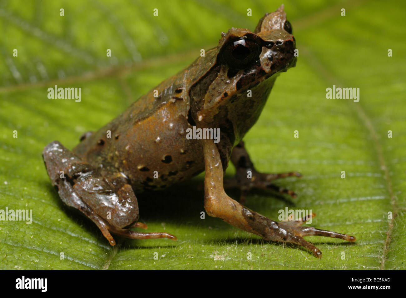 Juvenile Kinabalu Horned Frog, Megophrys baluensis Stock Photo - Alamy