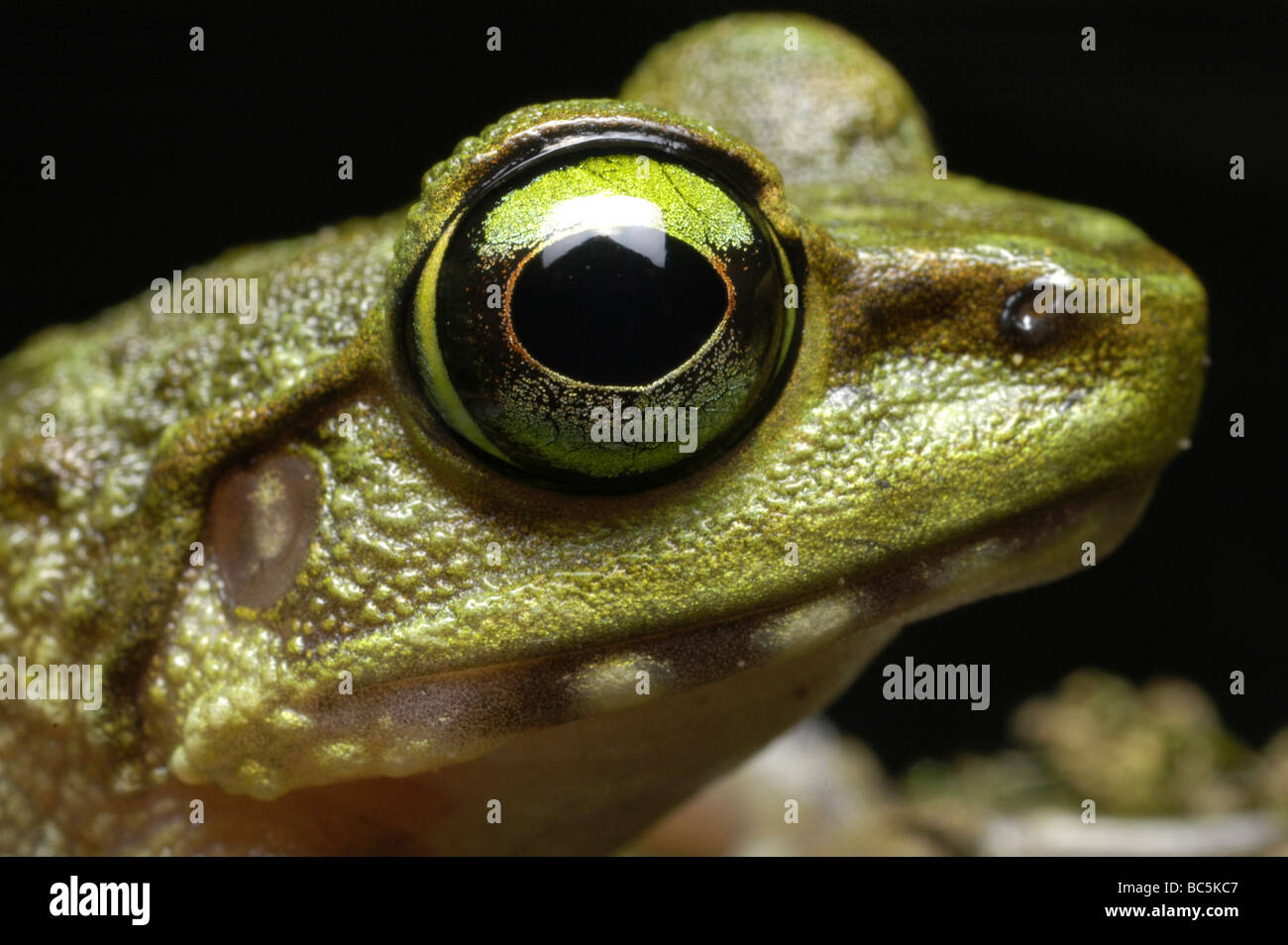 Kiau borneo frog hi-res stock photography and images - Alamy