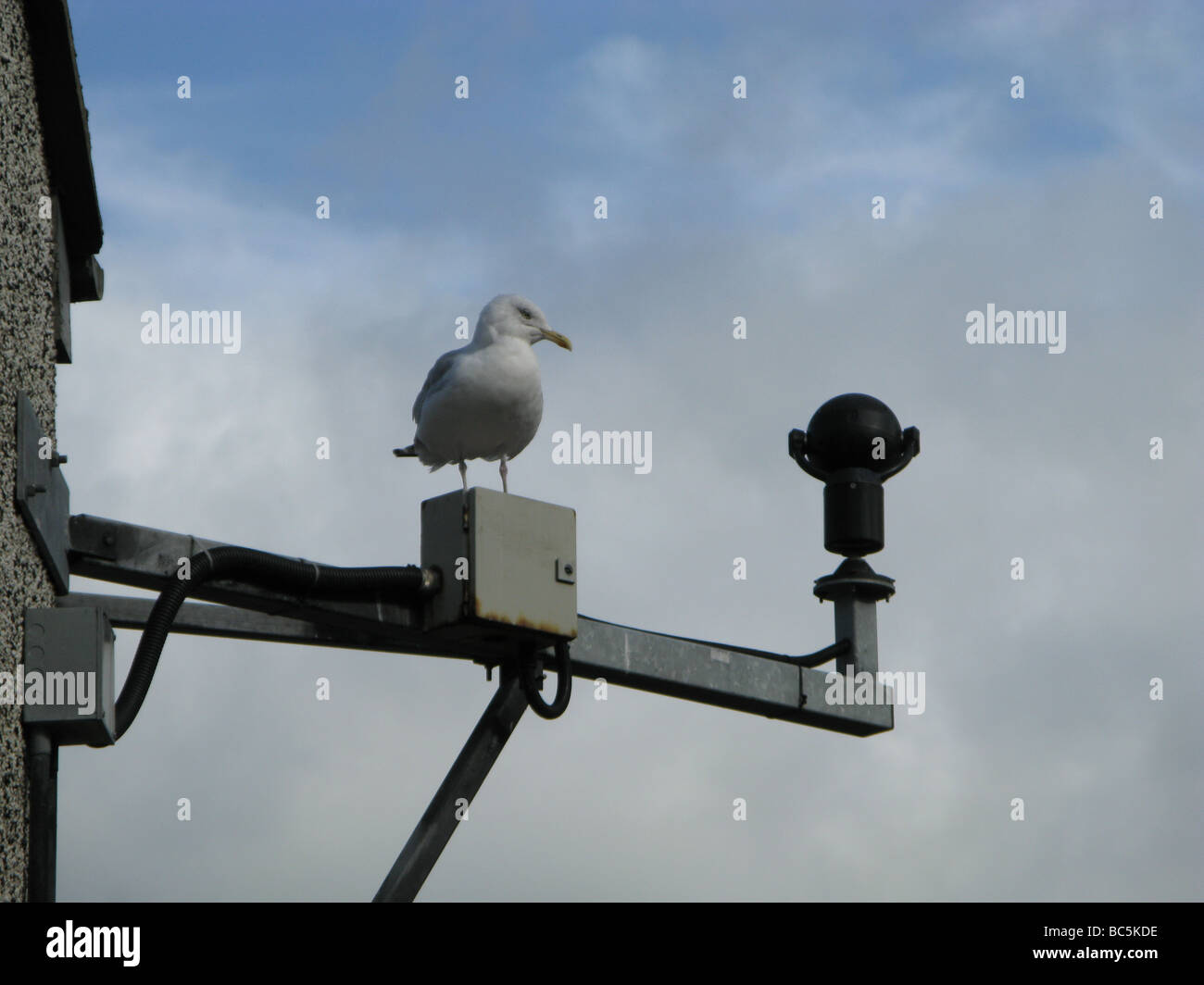 sea gull and cctv camera Stock Photo - Alamy
