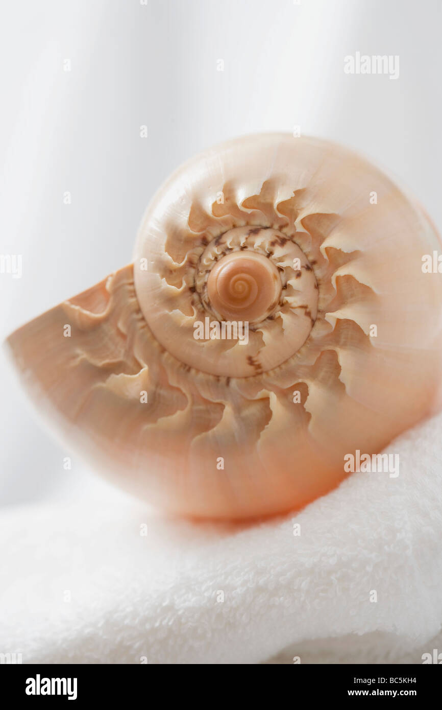 Empty snail shell hi-res stock photography and images - Alamy