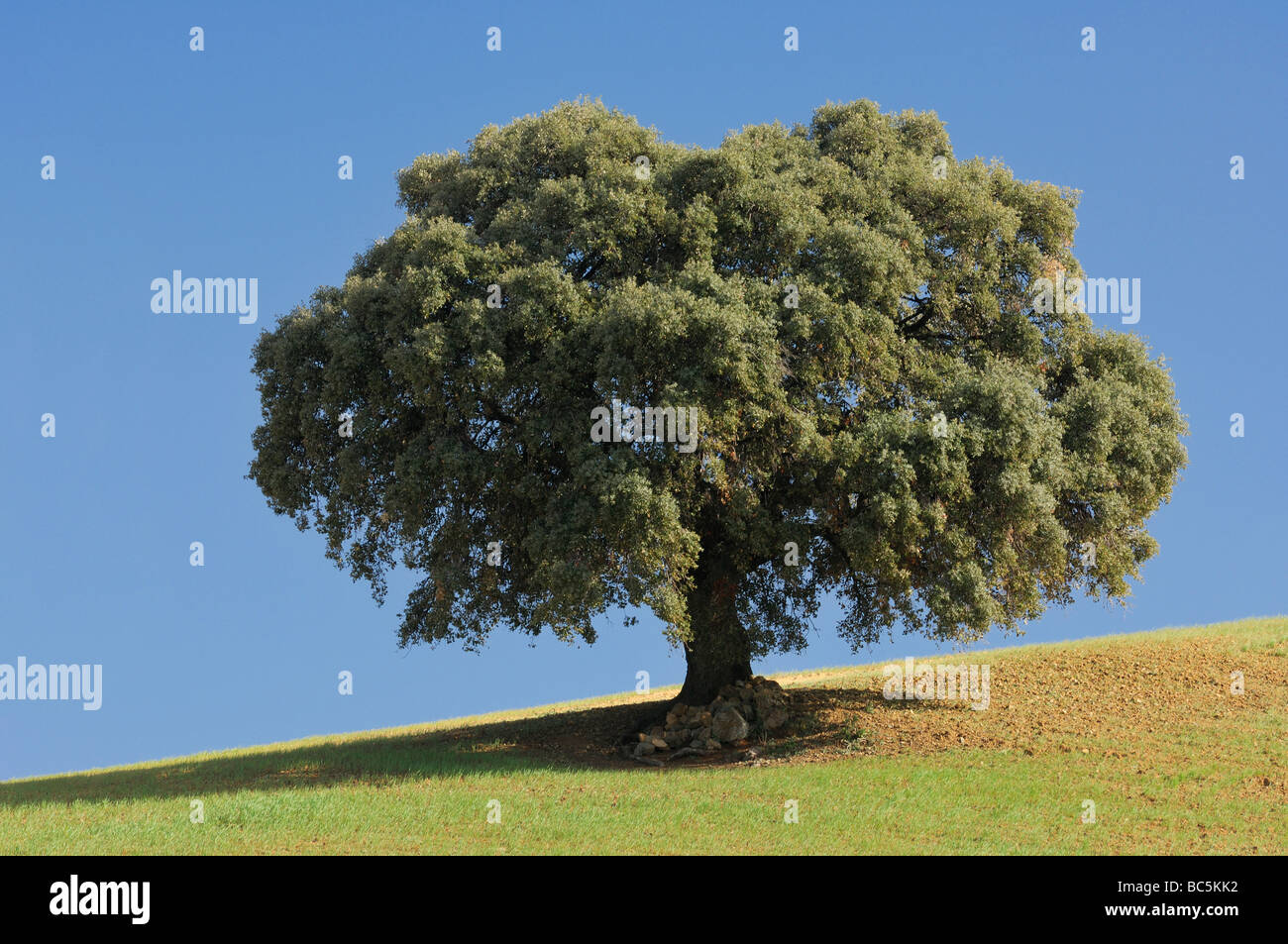 Spain, Andalucia, Single Ilex tree (Quercus ilex Stock Photo - Alamy