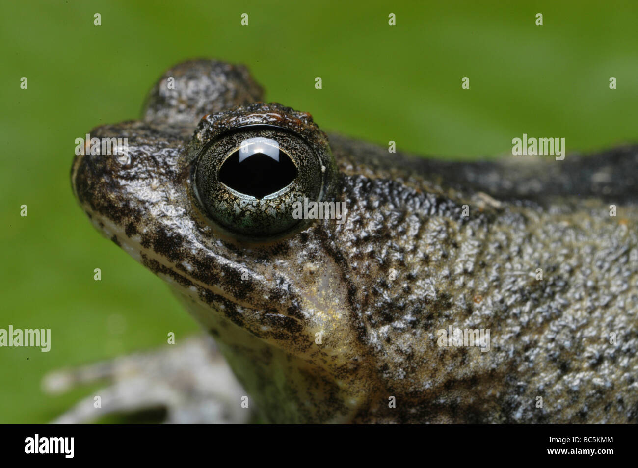Close up of Common Puddle Frog, Occidozyga laevis Stock Photo - Alamy