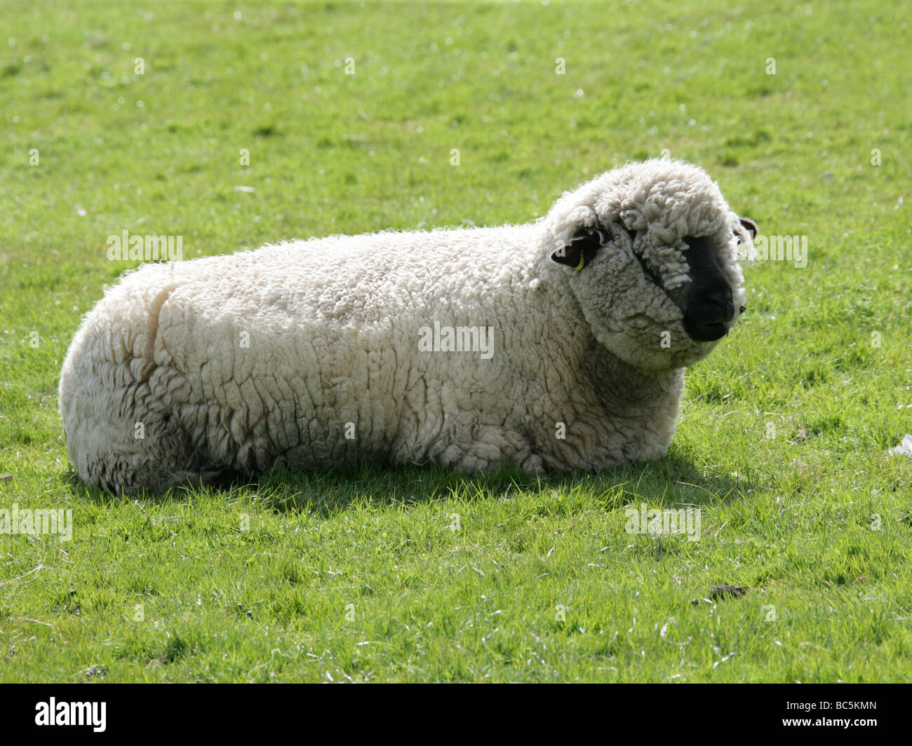 Oxford Down, Sheep Domestic Sheep Breed, Ovis aries, Caprinae, Bovidae ...