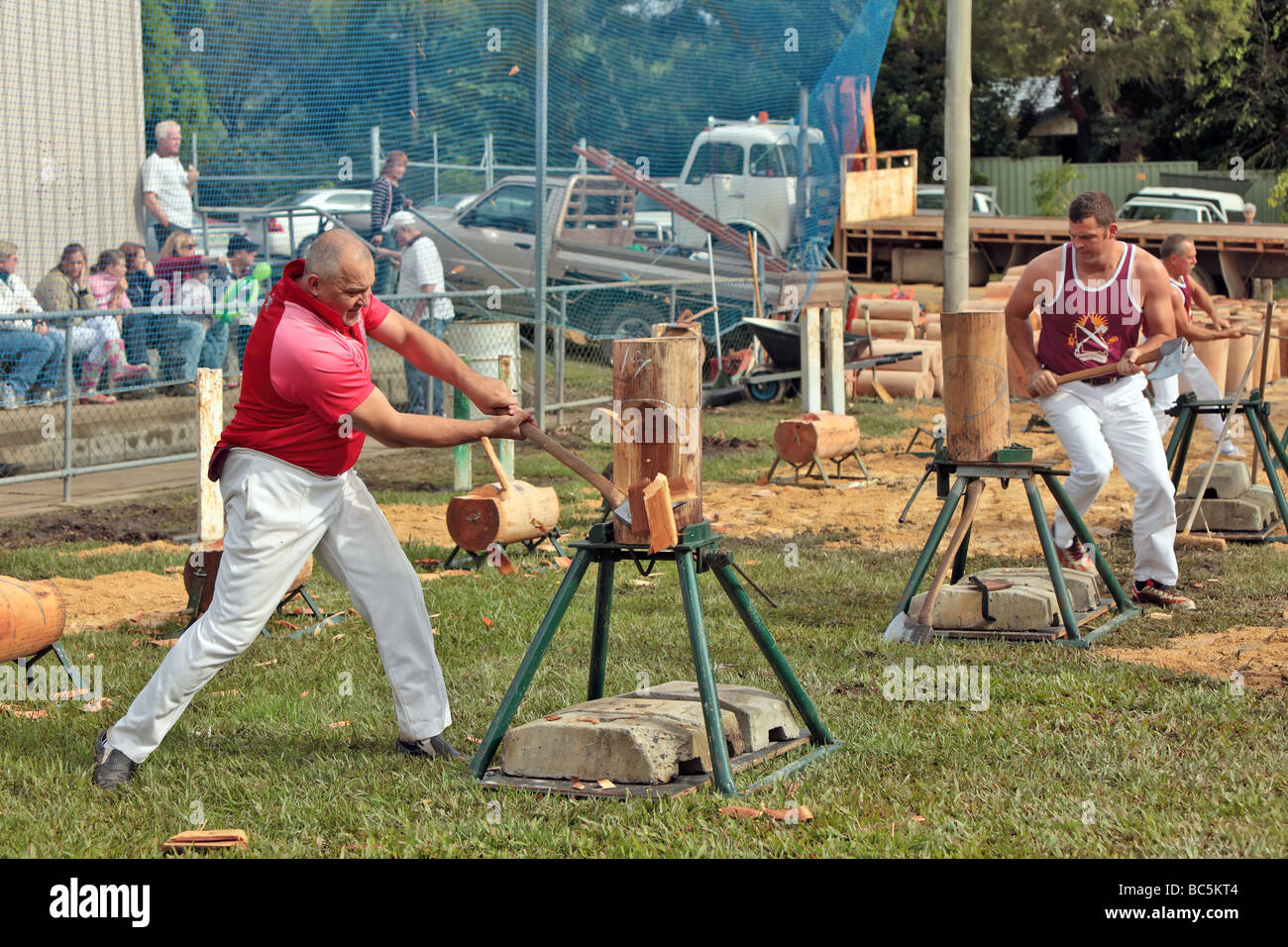 wood chopping competition with axemen in standing and upright ...