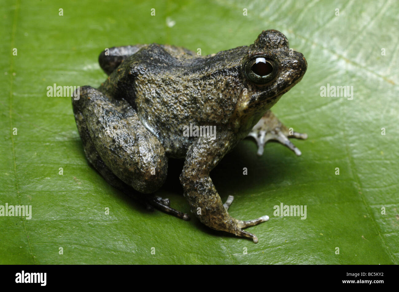 Common Puddle Frog, Occidozyga laevis, sitting on a leaf Stock Photo ...
