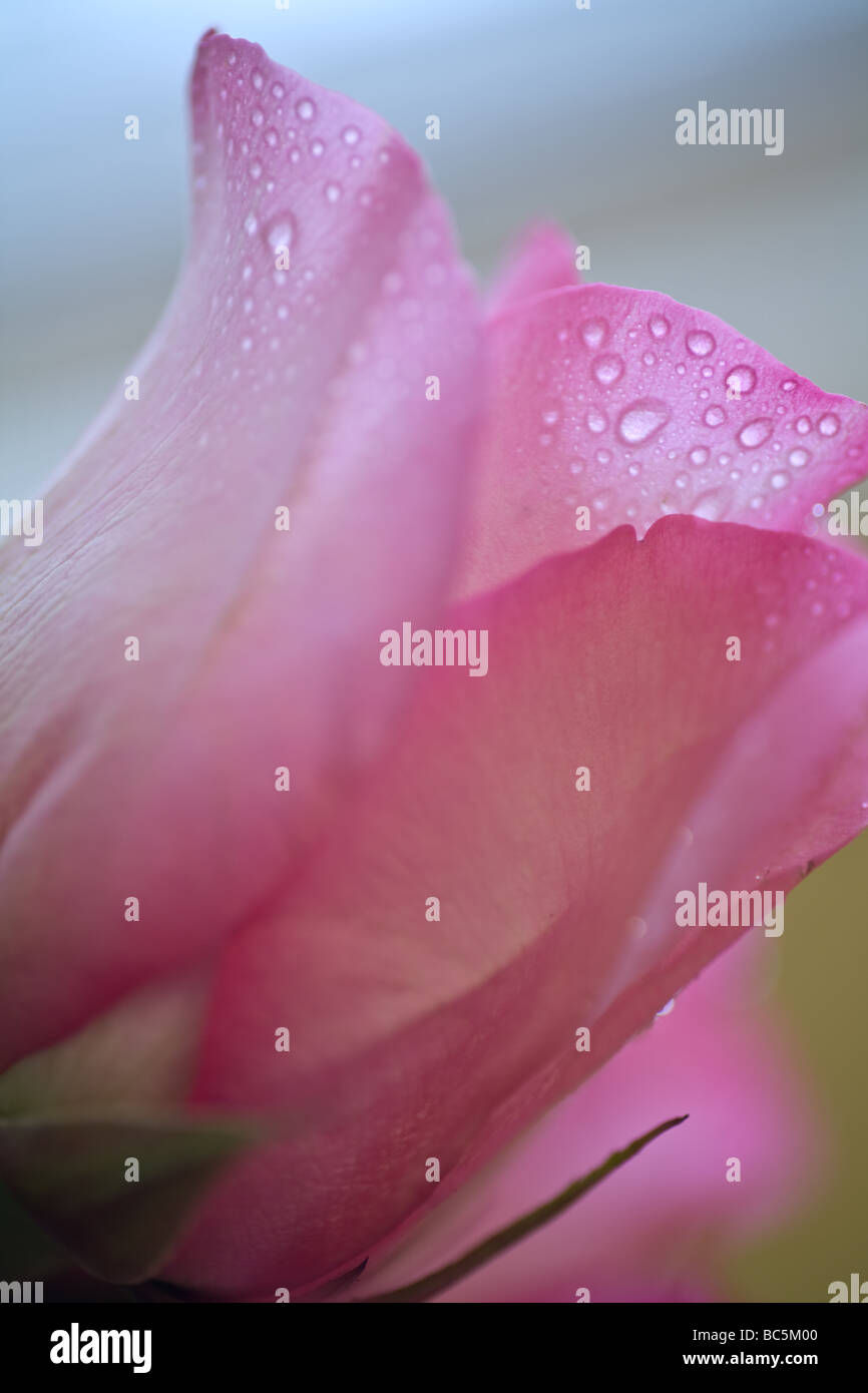 Dixie Roses High Resolution Stock Photography and Images - Alamy