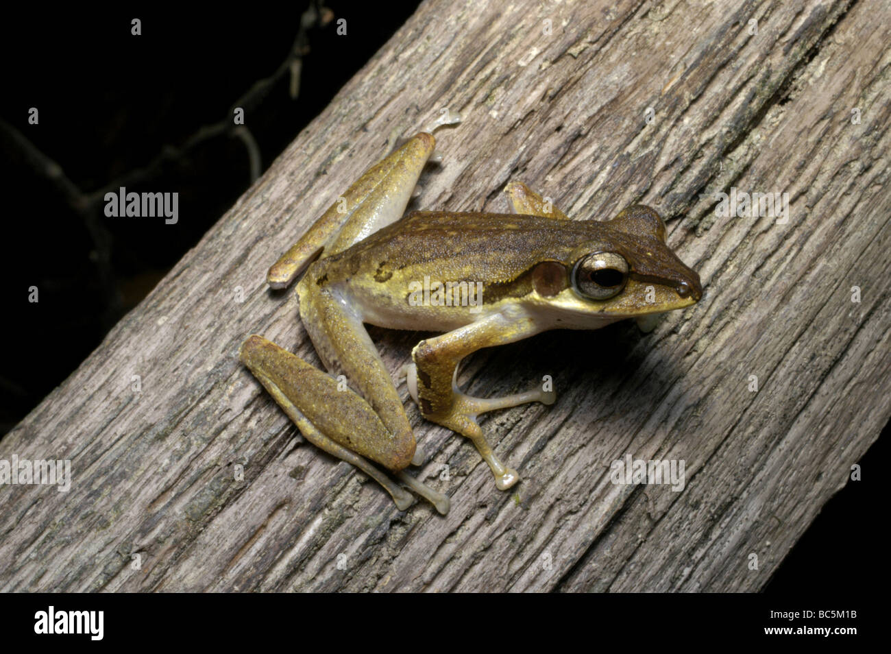 Male green tree frogs hi-res stock photography and images - Alamy