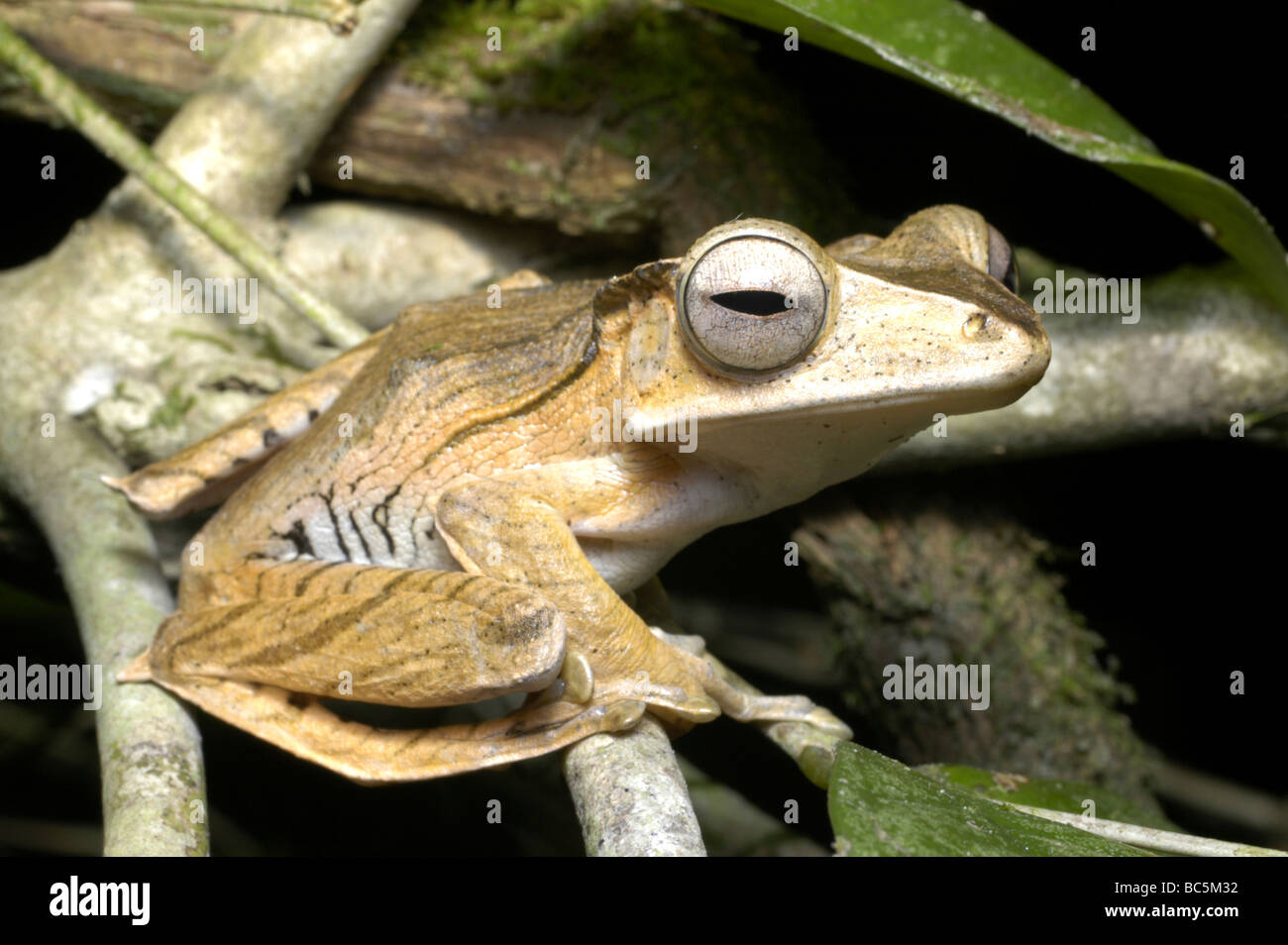 Bony-headed Rhacophorus, Polypedates otilophus sitting in a tree. Also ...