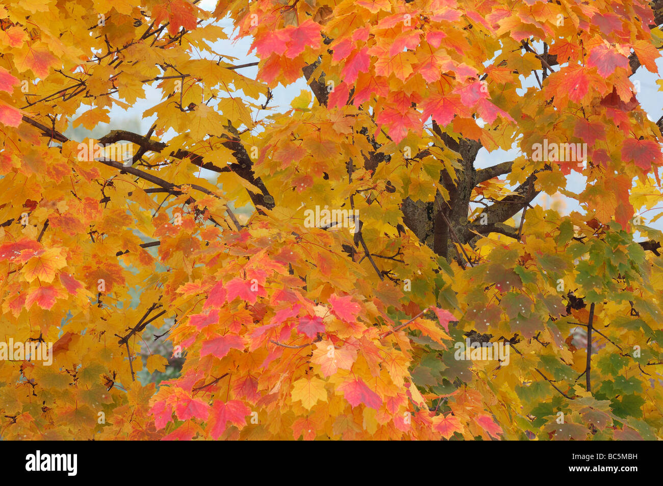 Norway maple (Acer platanoides), Autumn foliage, close up Stock Photo ...