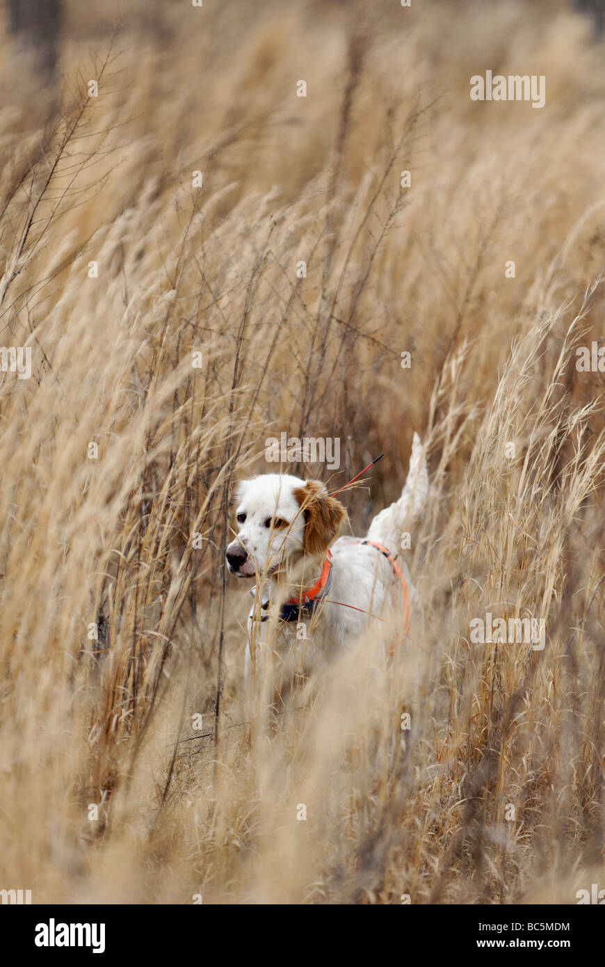 English bird dog on point hi-res stock photography and images - Alamy
