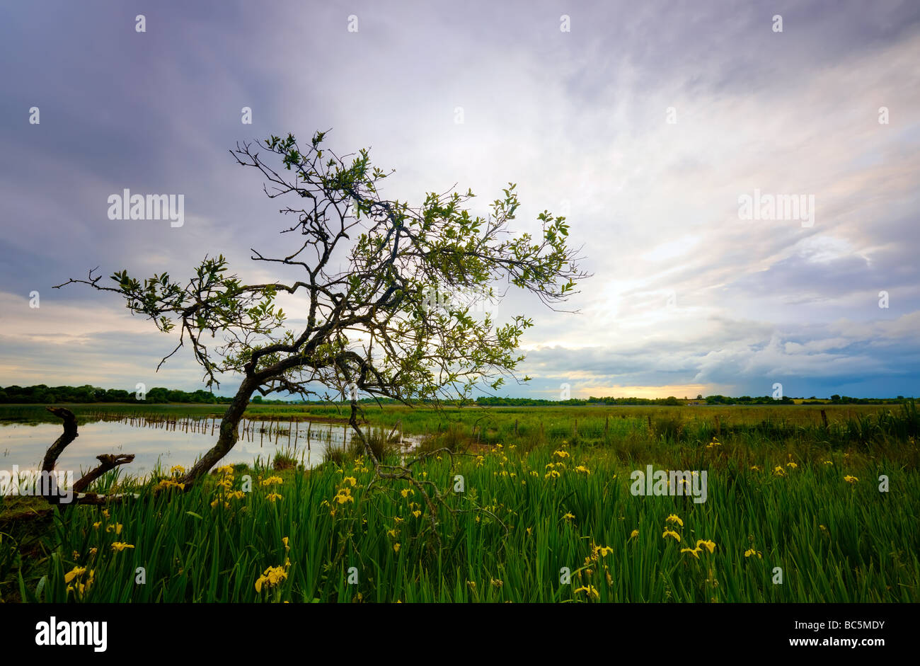 Weatherbeaten tree hi-res stock photography and images - Alamy