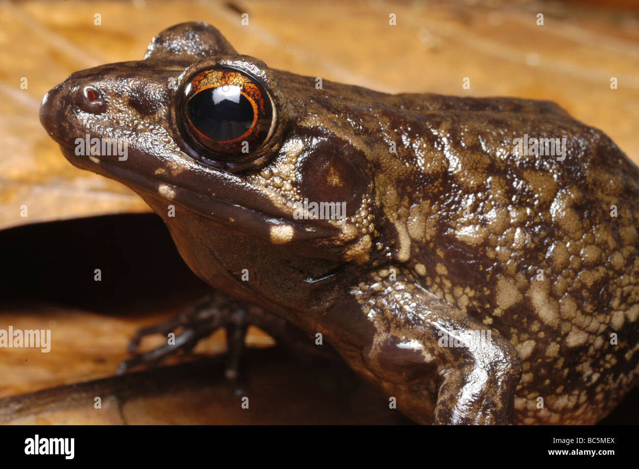Rough-sided Frog, Rana glandulosa, with poison glands all over its body ...