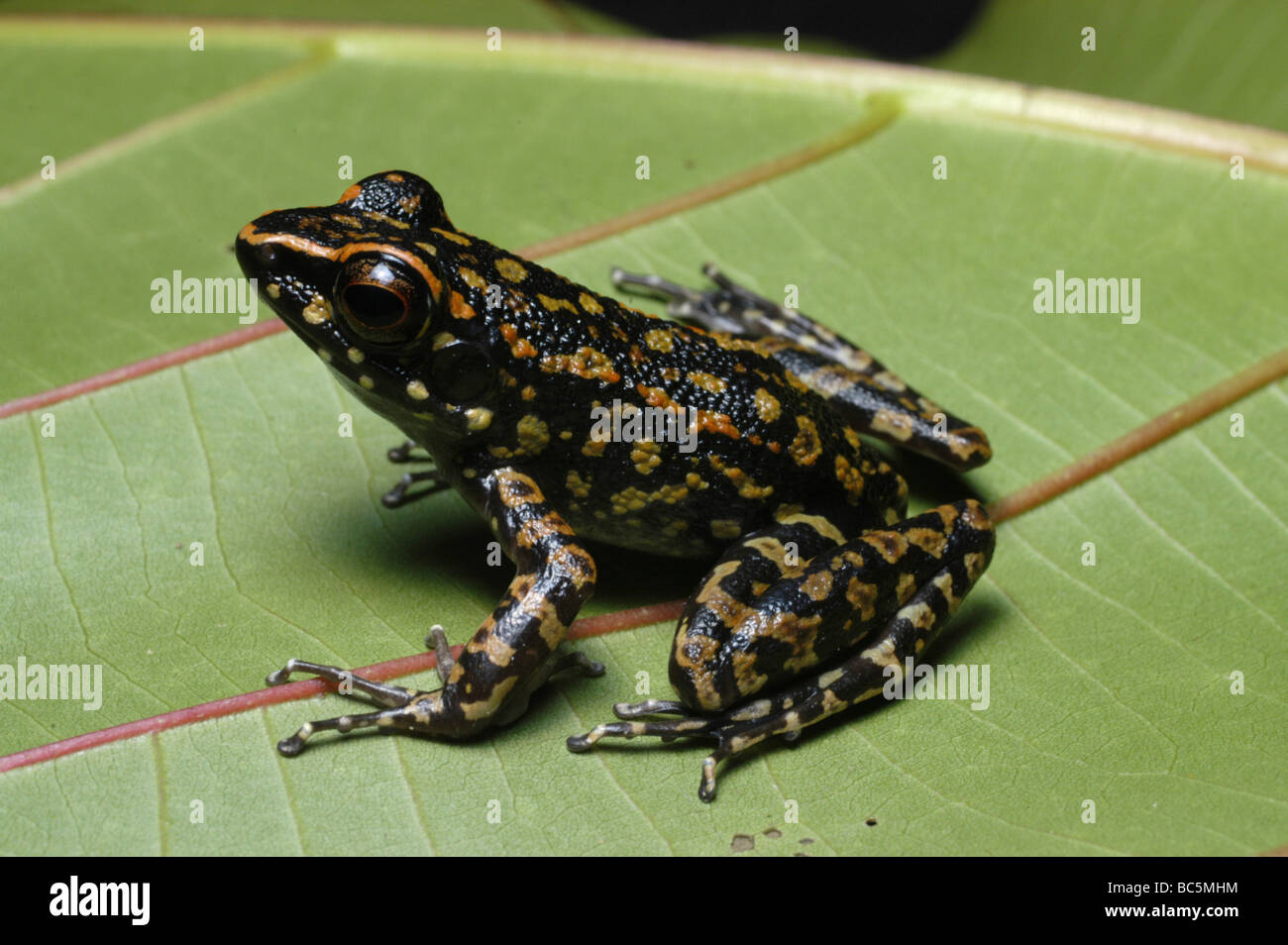 Spotted stream frog rana picturata hi-res stock photography and images ...