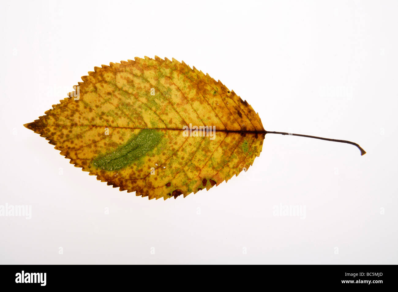 Flowering patterns hi-res stock photography and images - Alamy