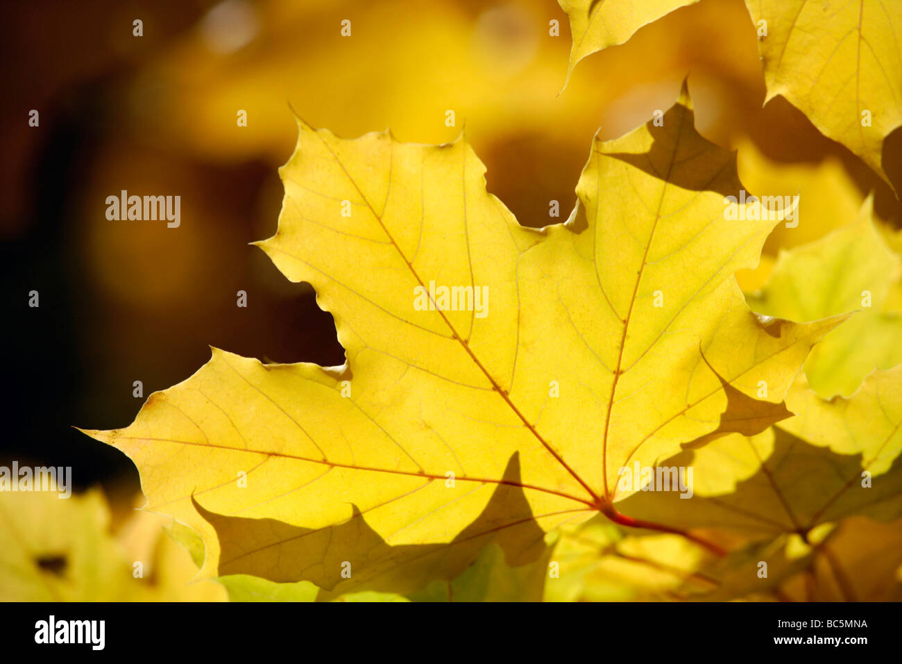 Germany, Bavaria, Norway Maple leaves (Acer platanoides L.), close up ...