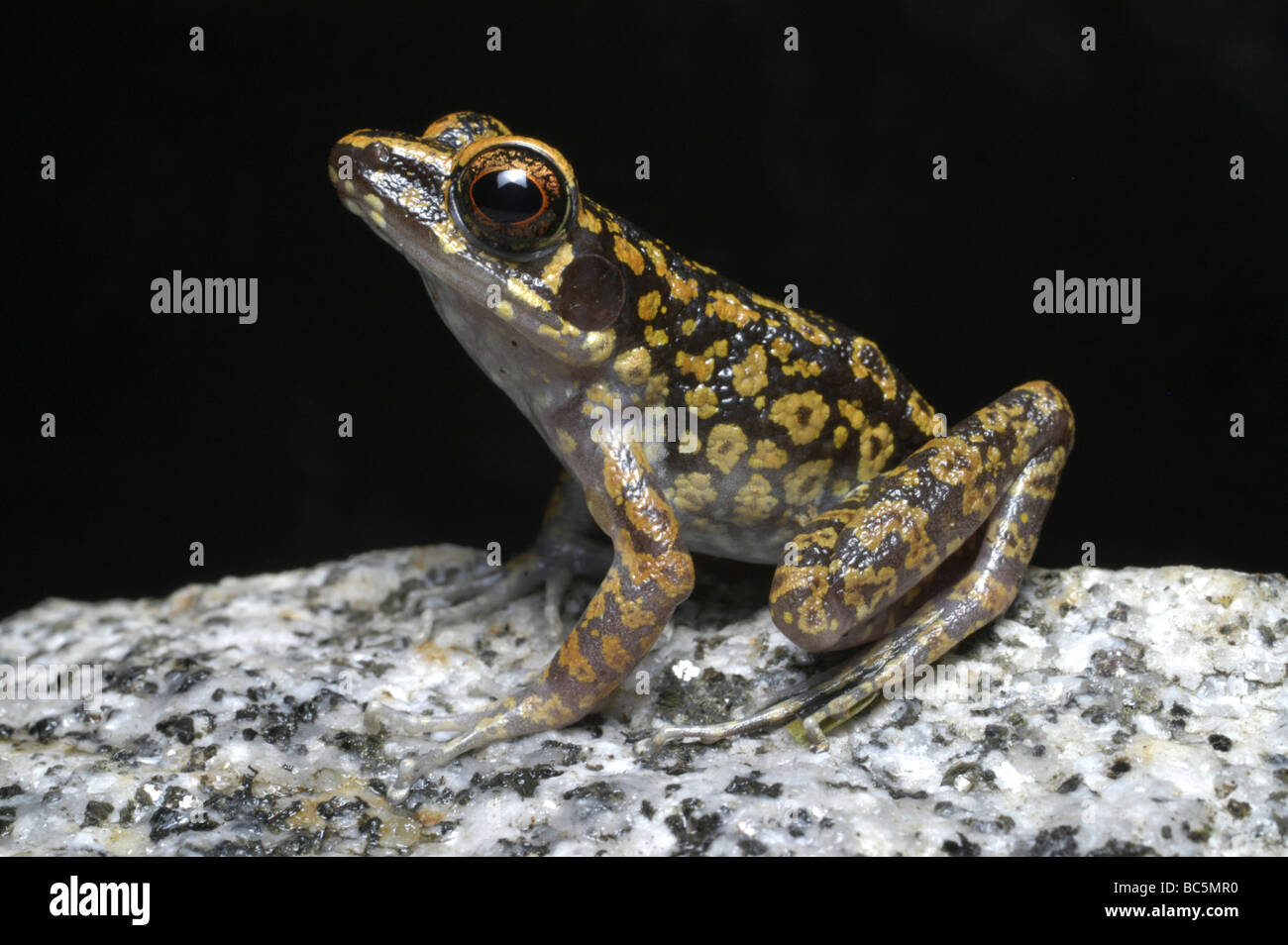 Spotted Stream Frog, Rana picturata. Also known as the Yellow-spotted ...
