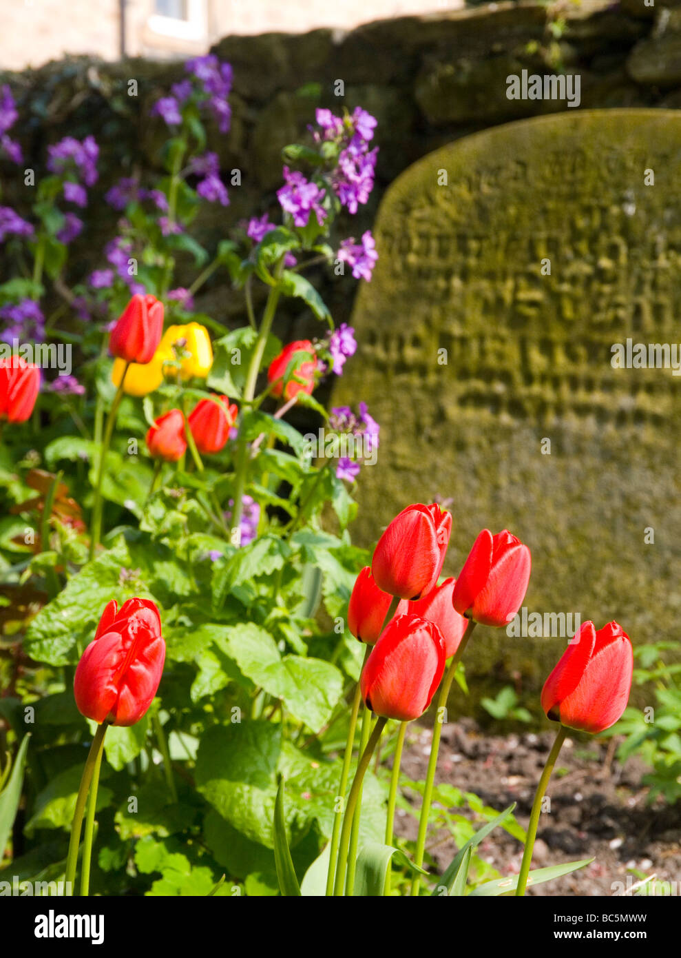 Pretty spring flowers amongst the headstones in the graveyard of St ...