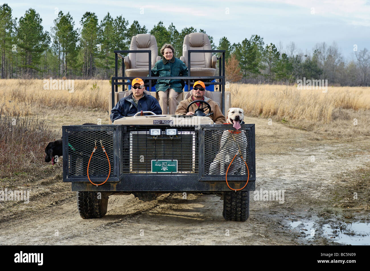 Hunting Guide Driving Hunting Rig during Bobwhite Quail Hunt at Buckeye ...