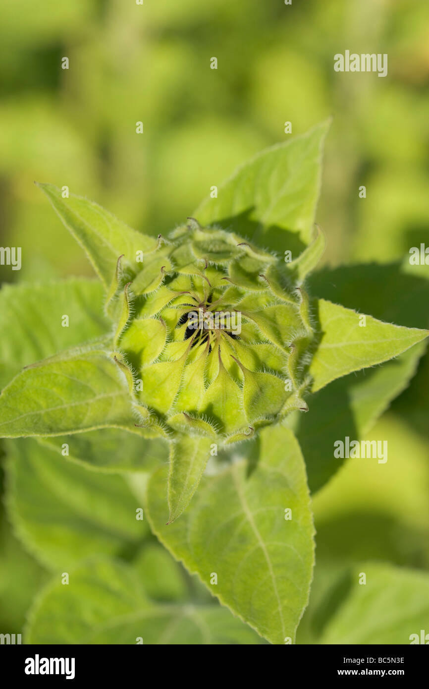 Bud sunflower hi-res stock photography and images - Alamy