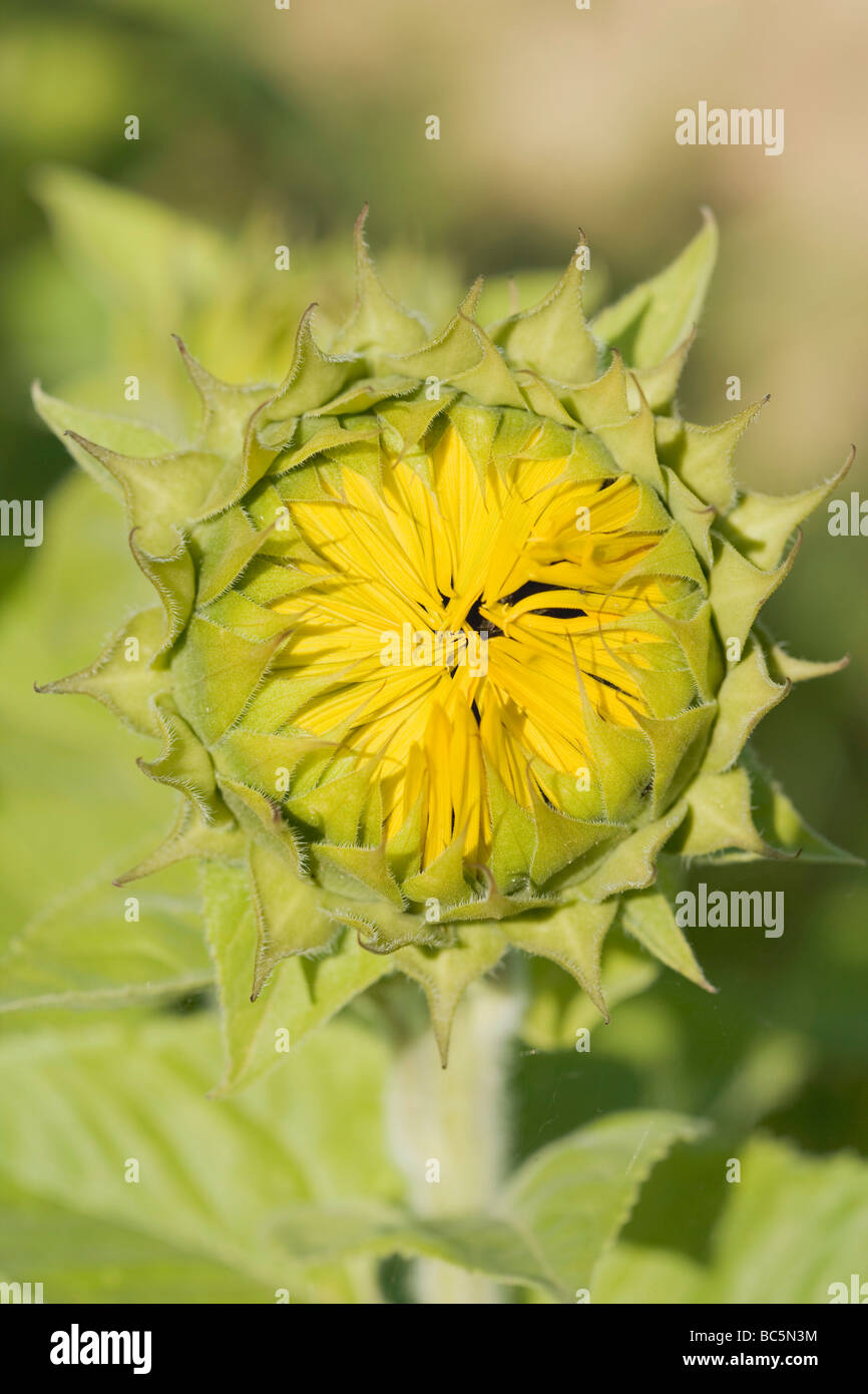 Bud sunflower hi-res stock photography and images - Alamy