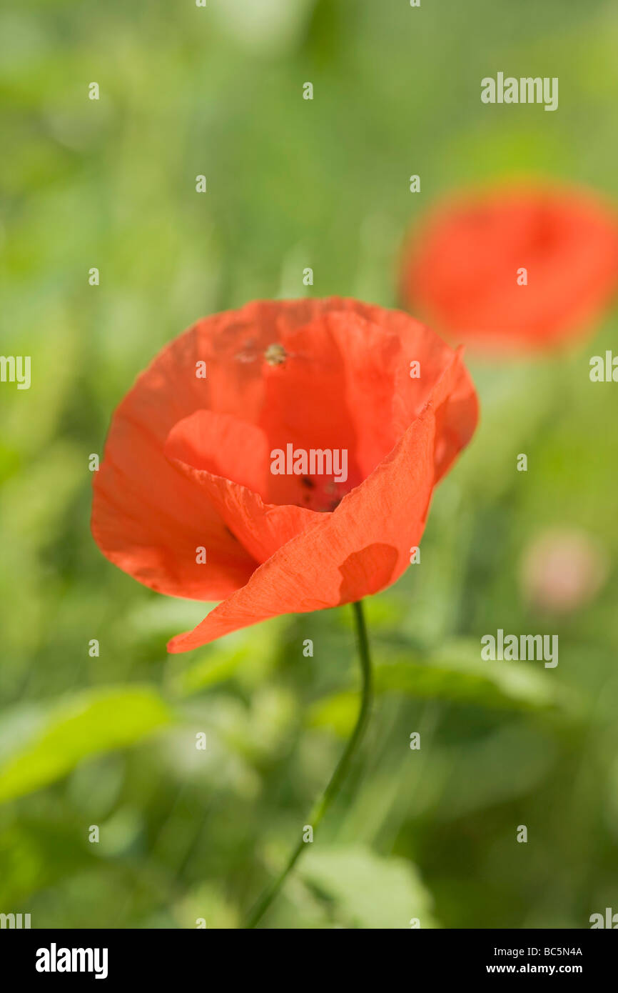 Poppy flower Stock Photo - Alamy