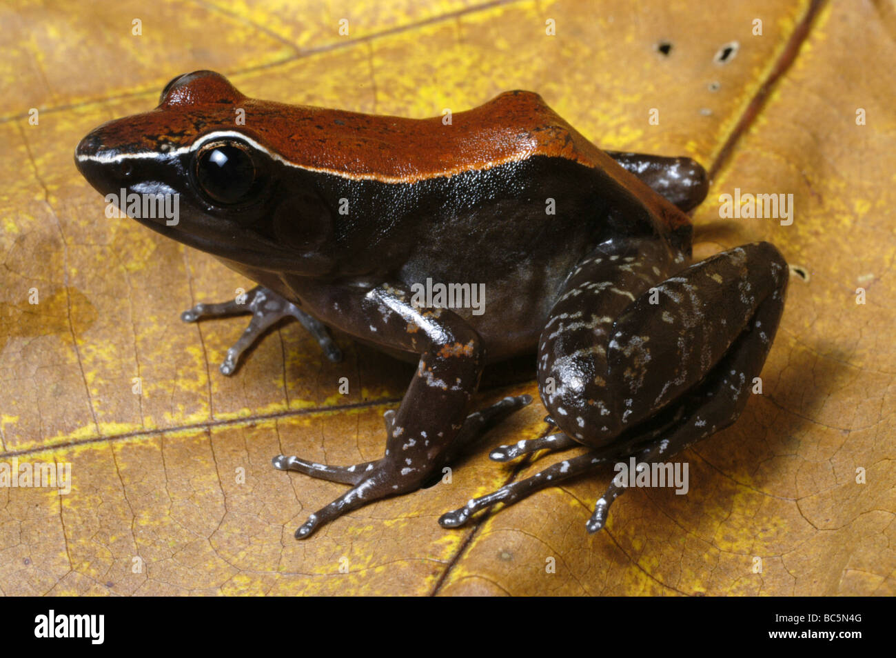 Ranids hi-res stock photography and images - Alamy