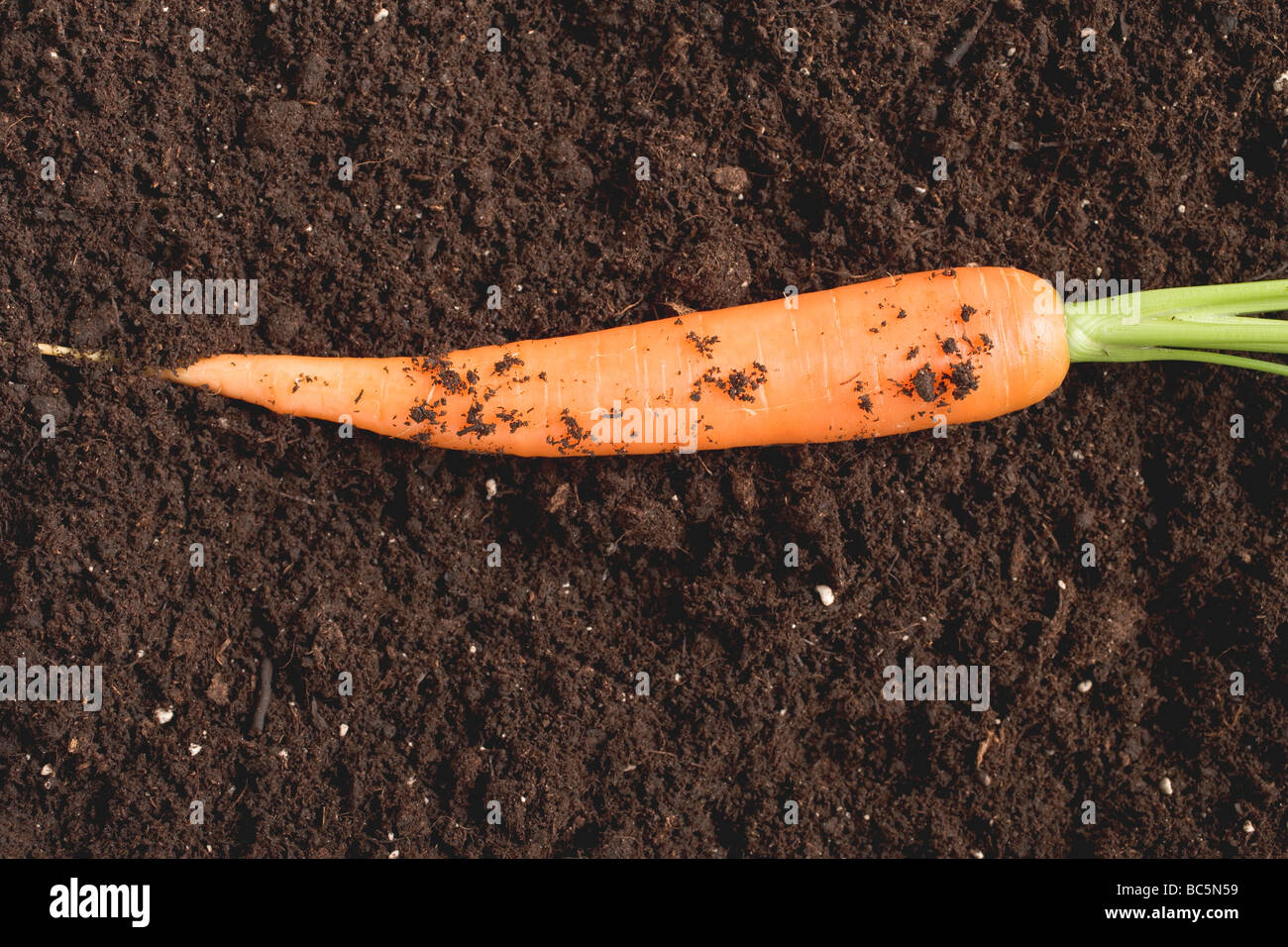 Fresh carrot on soil Stock Photo - Alamy